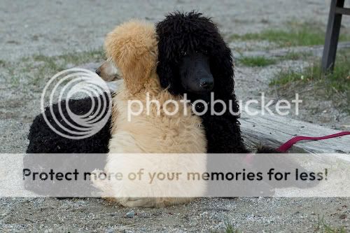 Fishing With The Poodles | Poodle Forum