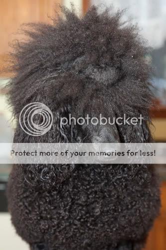 Billy Has A New Top Knot Style | Poodle Forum