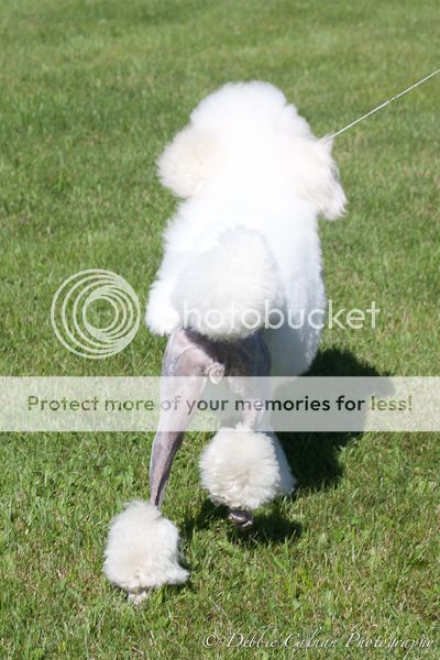 Song Training for Conformation Ring | Poodle Forum