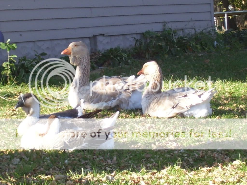 Dewlap Toulouse geese | BackYard Chickens - Learn How to Raise Chickens